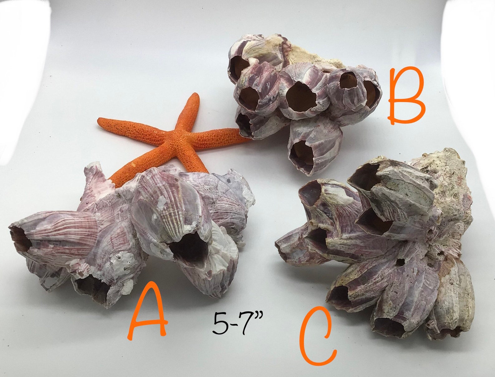 Purple Barnacle I Real Barnacle I Ocean Barnacles I Assorted - Etsy