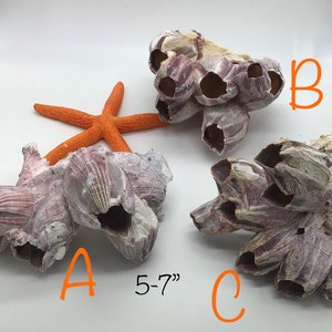 Purple Barnacle I Real Barnacle I Ocean Barnacles I Assorted | Etsy