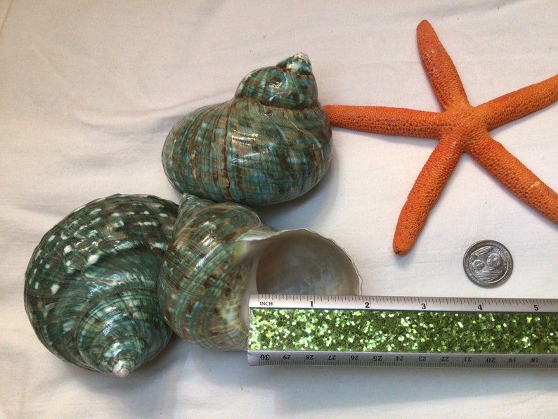 Jade Turbo Polished Shell I Turbo Seashell I Jade Turbo | Etsy