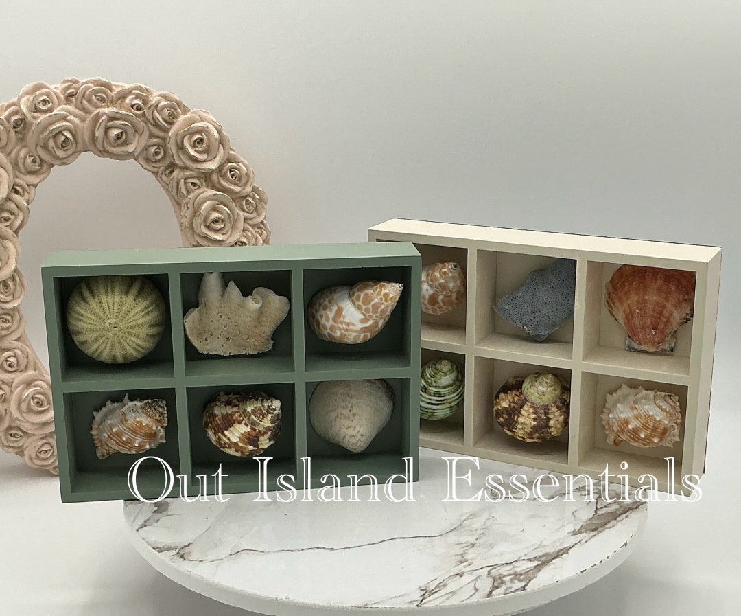 OOAK Collector's Seashells I Seashell Collection Case I Tabletop ...