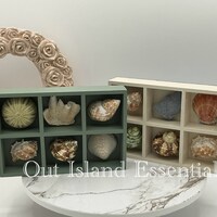 Seashell Display - Etsy
