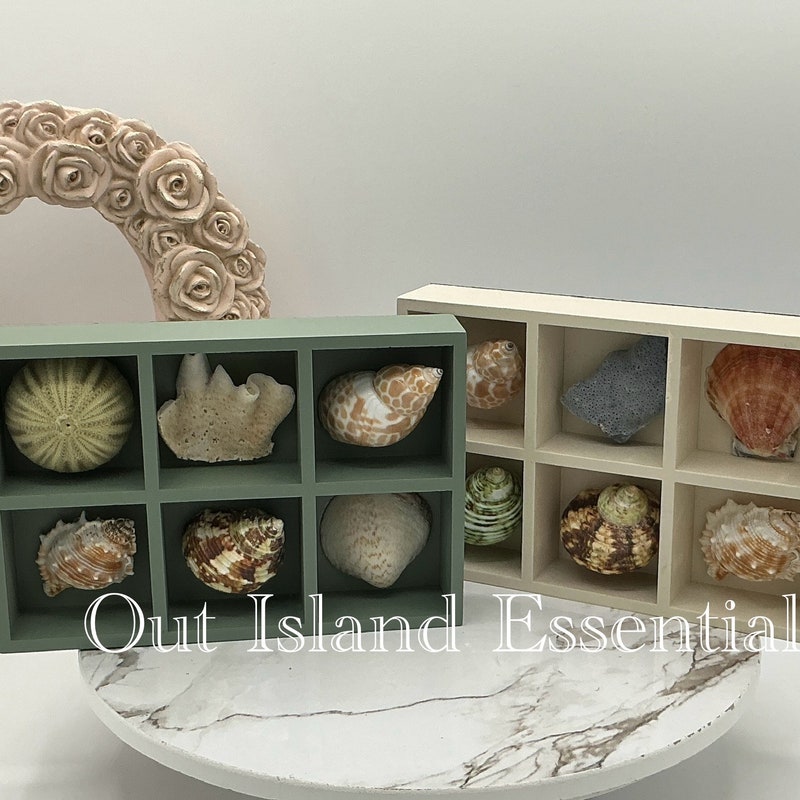 Seashell Display Box - Etsy
