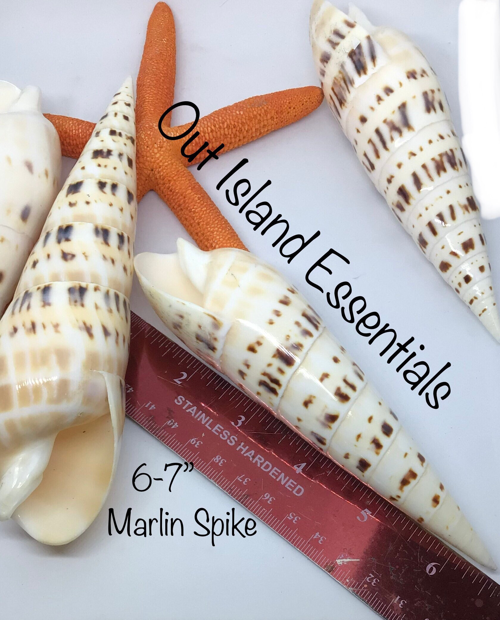 Polished Terebra Maculata I Polished Seashell I Marlin Spike Seashell I ...