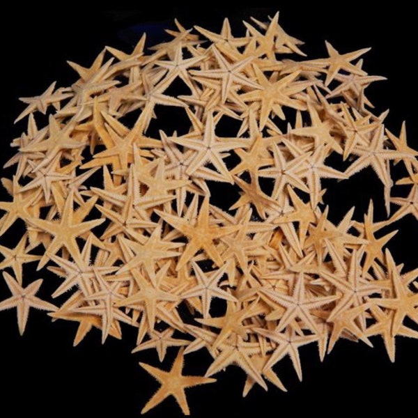 Starfish for Crafts - Etsy