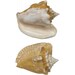 Small Conch Shell I Hawk Wing Conch I Fighting Conch I Milk Conch I - Etsy