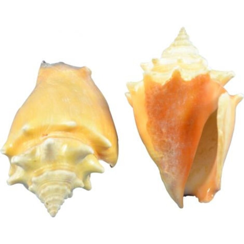 Small Conch Shell I Hawk Wing Conch I Fighting Conch I Milk - Etsy