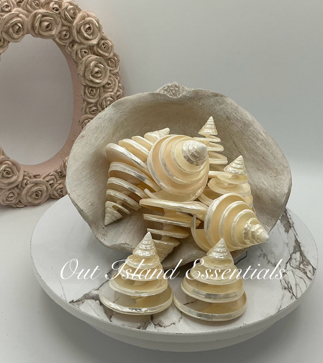 Pearlized Silver Troca I Spiral Cut Silver Troca I Sliced Shells I Cut ...
