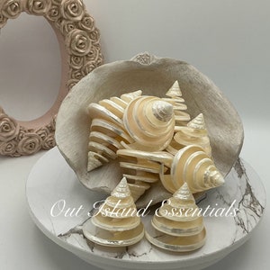 Baby Deep Scallop, Baby Pectins, Baby Scallops, Craft Shells, Beach ...