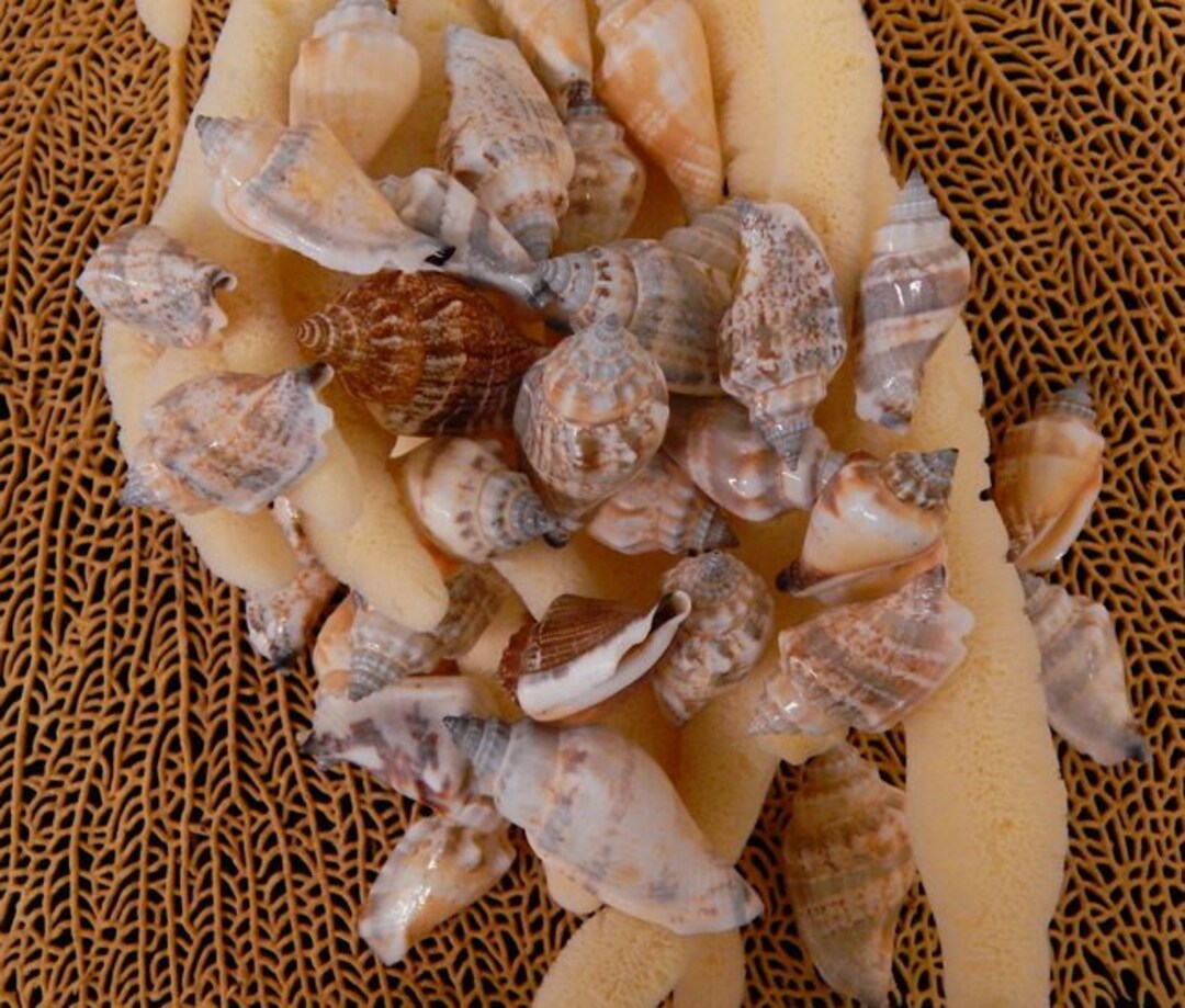 1/2lb Chula Seashells, Chula Strombus Shells, Brown Chula Shells ...