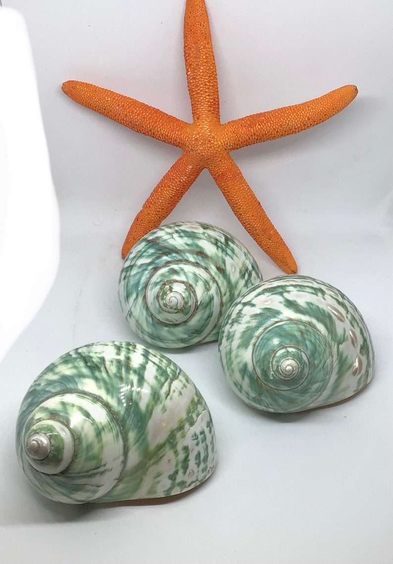 Jade Turbo Polished Shell I Turbo Seashell I Jade Turbo | Etsy