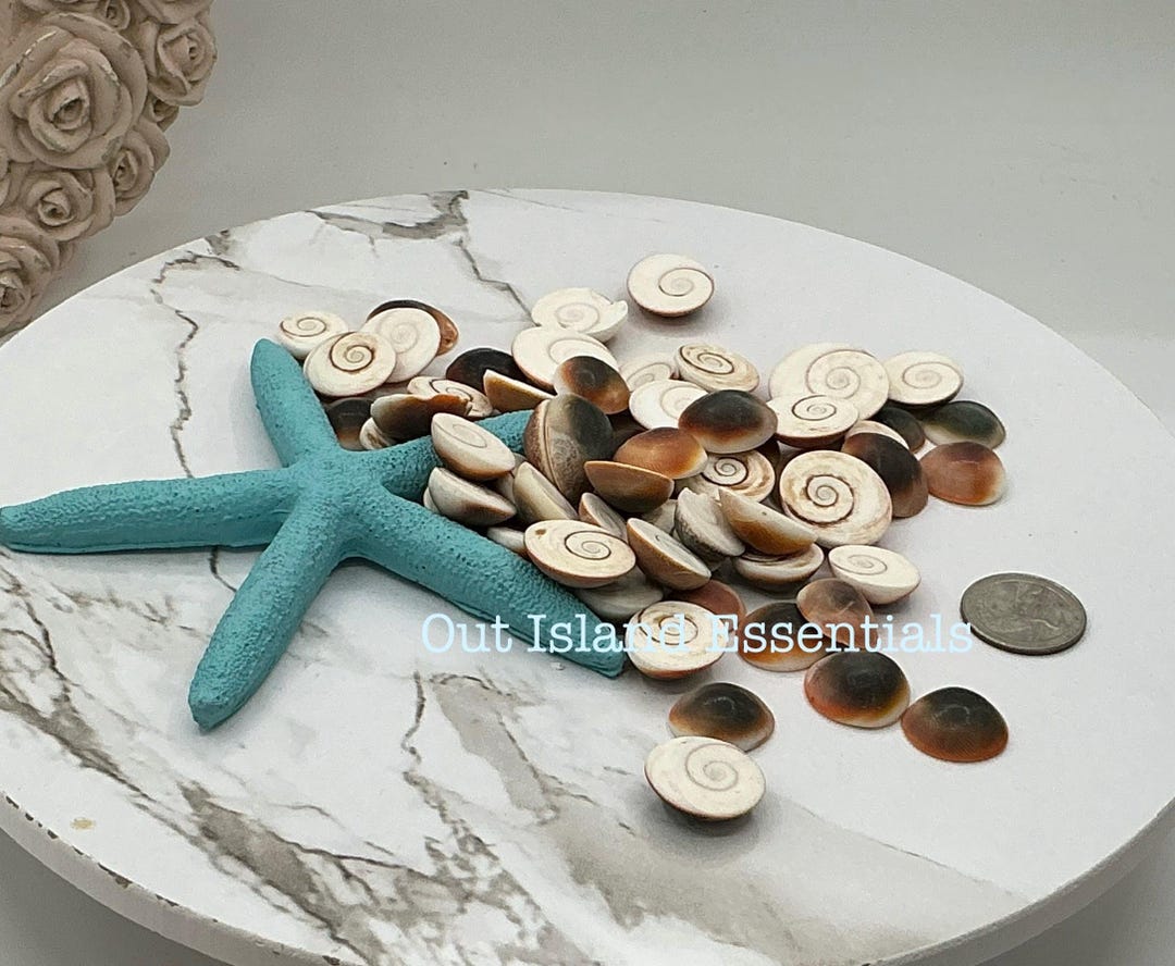 10pcs Cat’s Eye Seashells | Craft Seashells | Approximately 1/2" - 3/4 ...