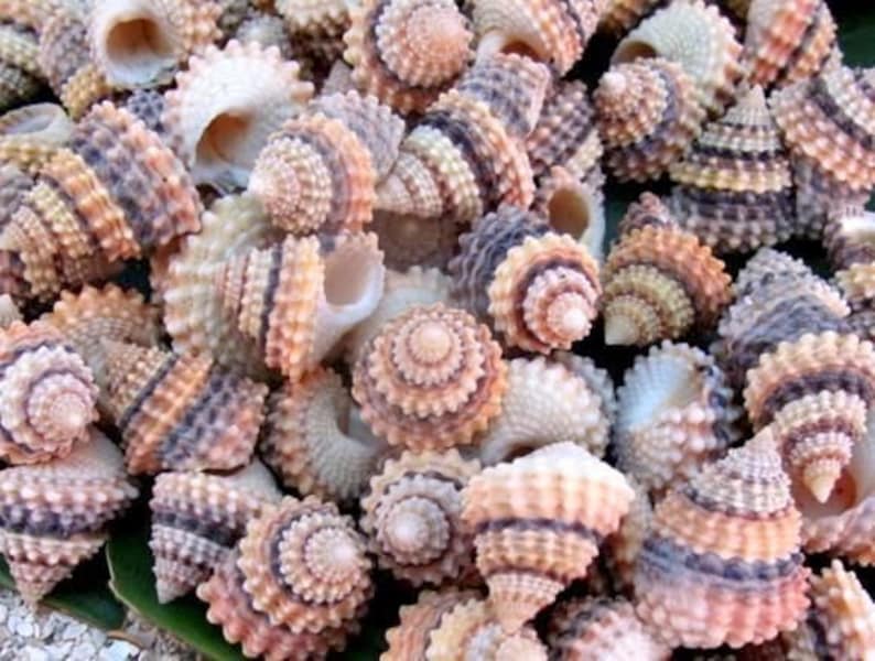 Tectarius Cream Top Medium Seashells I 5/8 Craft - Etsy