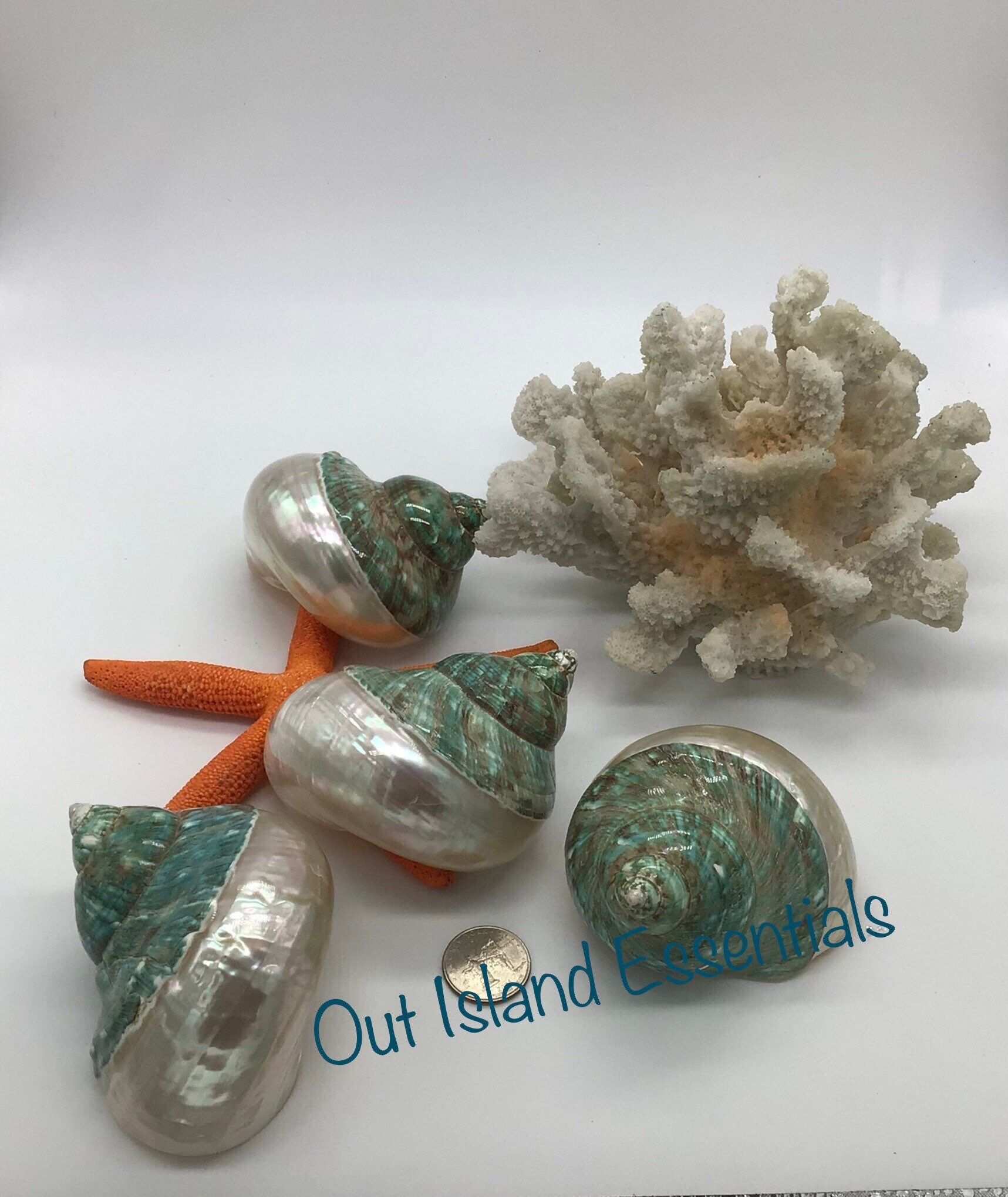 Jade Top Polished Turbo Shell I Turbo Seashell I Jade Turbo Polished ...