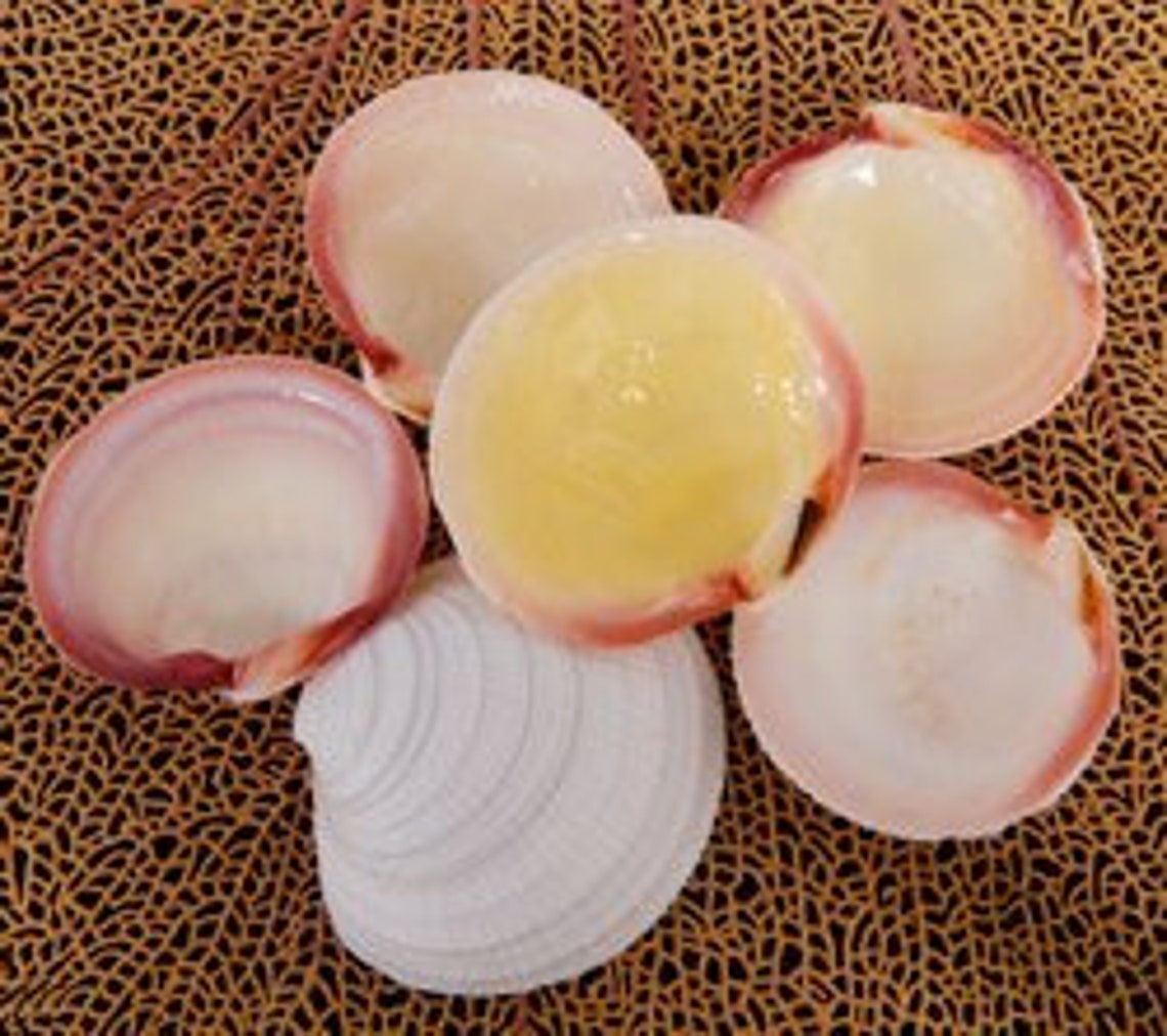10 PCS. Tiger Clam Seashells I Craft Shells I Bulk Seashells I - Etsy