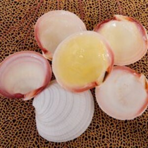 10 PCS. Tiger Clam Seashells I Craft Shells I Bulk Seashells I White ...