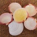 10 PCS. Tiger Clam Seashells I Craft Shells I Bulk Seashells I White ...