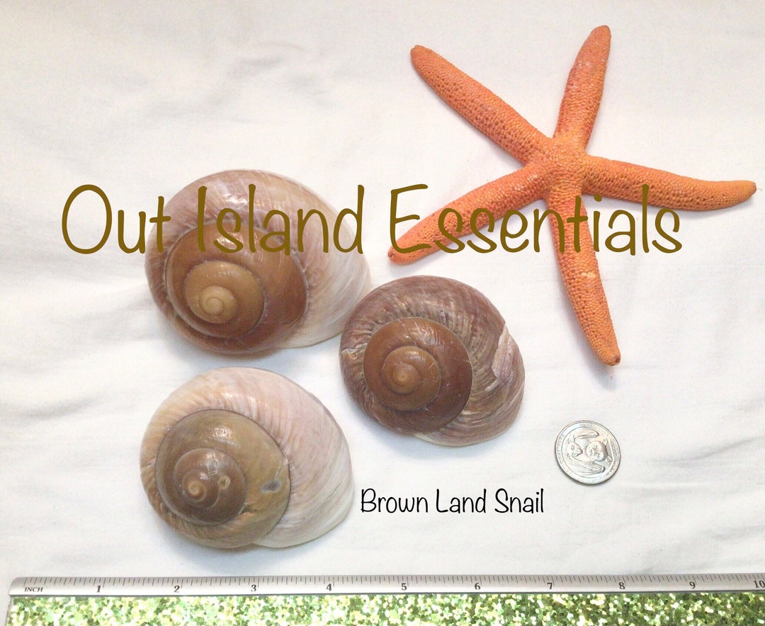 Brown Mountain Land Snail I Muffin Snail Shell I Mountain Land Snail ...