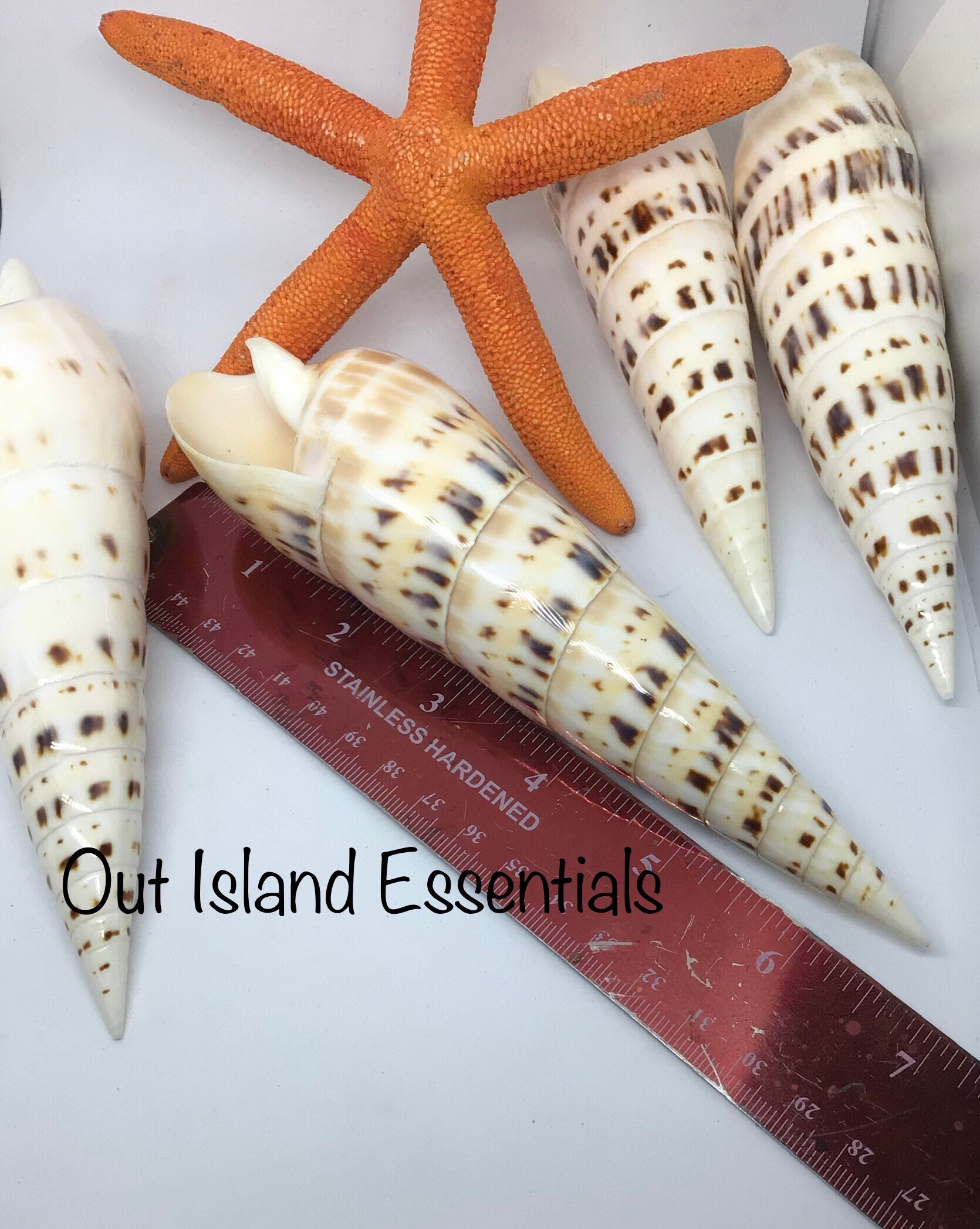 Polished Terebra Maculata I Polished Seashell I Marlin Spike Seashell I ...