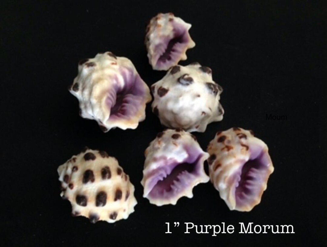 Purple Drupa Seashells Cone I Small Purple Morum Cone Shells I Purple ...
