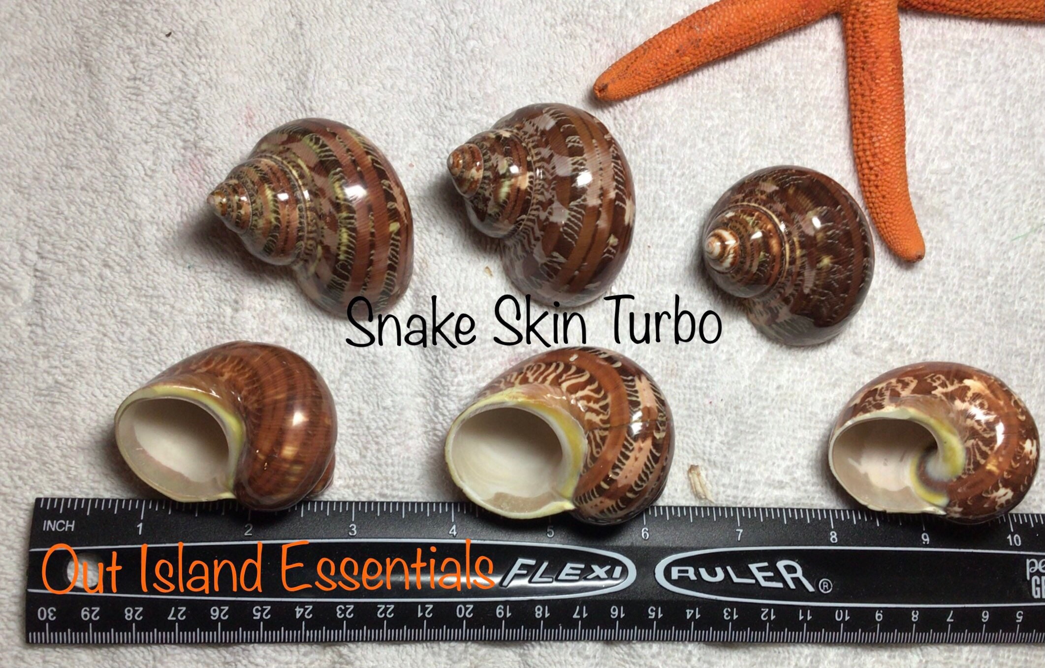 Turbo Petholatus Snakeskin Shell I Turbo Seashell I Turbo - Etsy