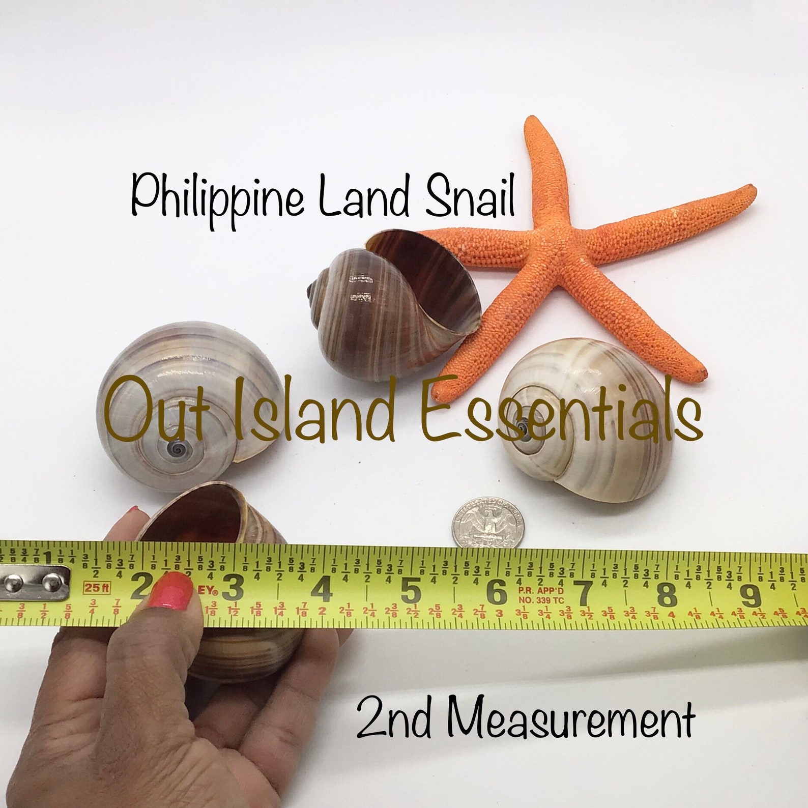 Philippine Land Snail I Snail Shell I Philippine Seashell I 2.5-3 ...