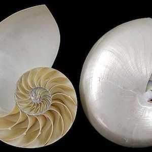 Nautilus Shell I Coastal Seashell I Coastal Decor I Large Seashell I Collector's Specimen ...