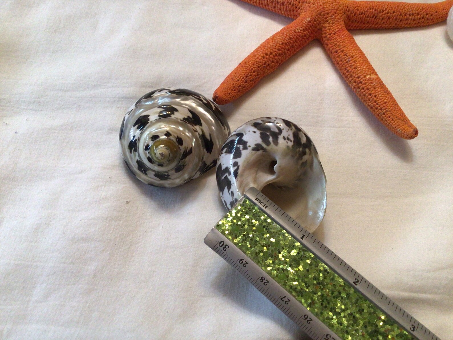 Polished Arapica Seashell: Banded Magpie Shell, Hermit Crab Supply - Etsy
