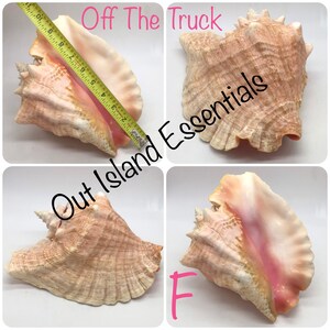 Natural Large Bahamian Queen Conch Shell I Pink Conch Shell SLIT BACK I ...