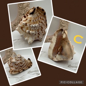 King Helmet Conch I Bahamian King Helmet Conch Shell I King Conch Shell ...