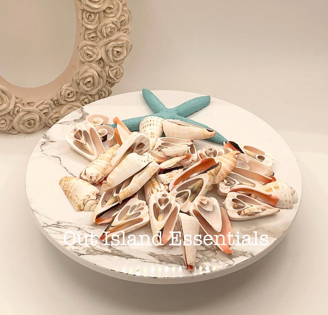 Half Pound Multi Cut Strawberry Shells I Strawberry Seashells I Craft ...