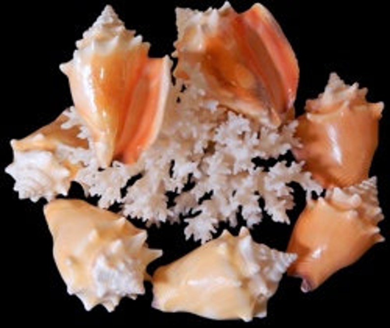 Small Conch Shell I Hawk Wing Conch I Fighting Conch I Milk Conch I - Etsy