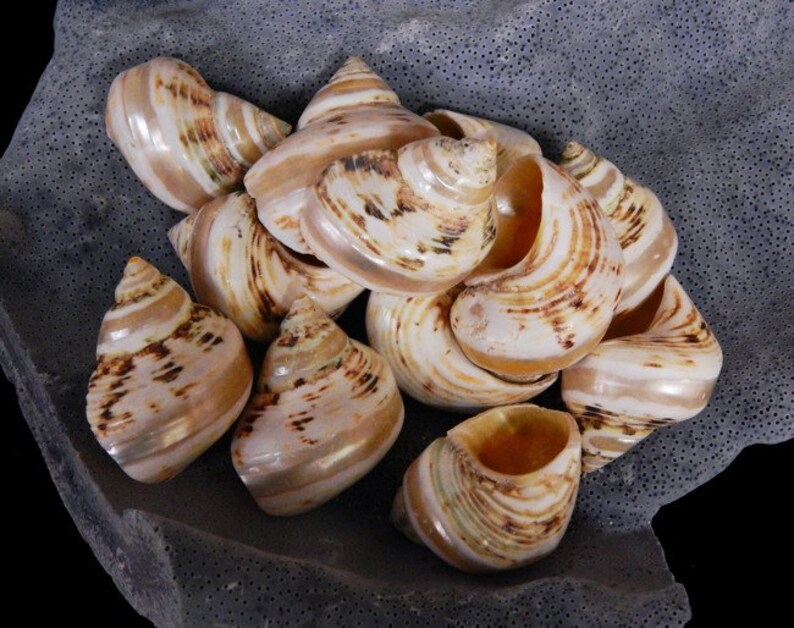 Pearl Banded Gold Mouth Turbo I Banded Goldmouth Turbo Shells - Etsy