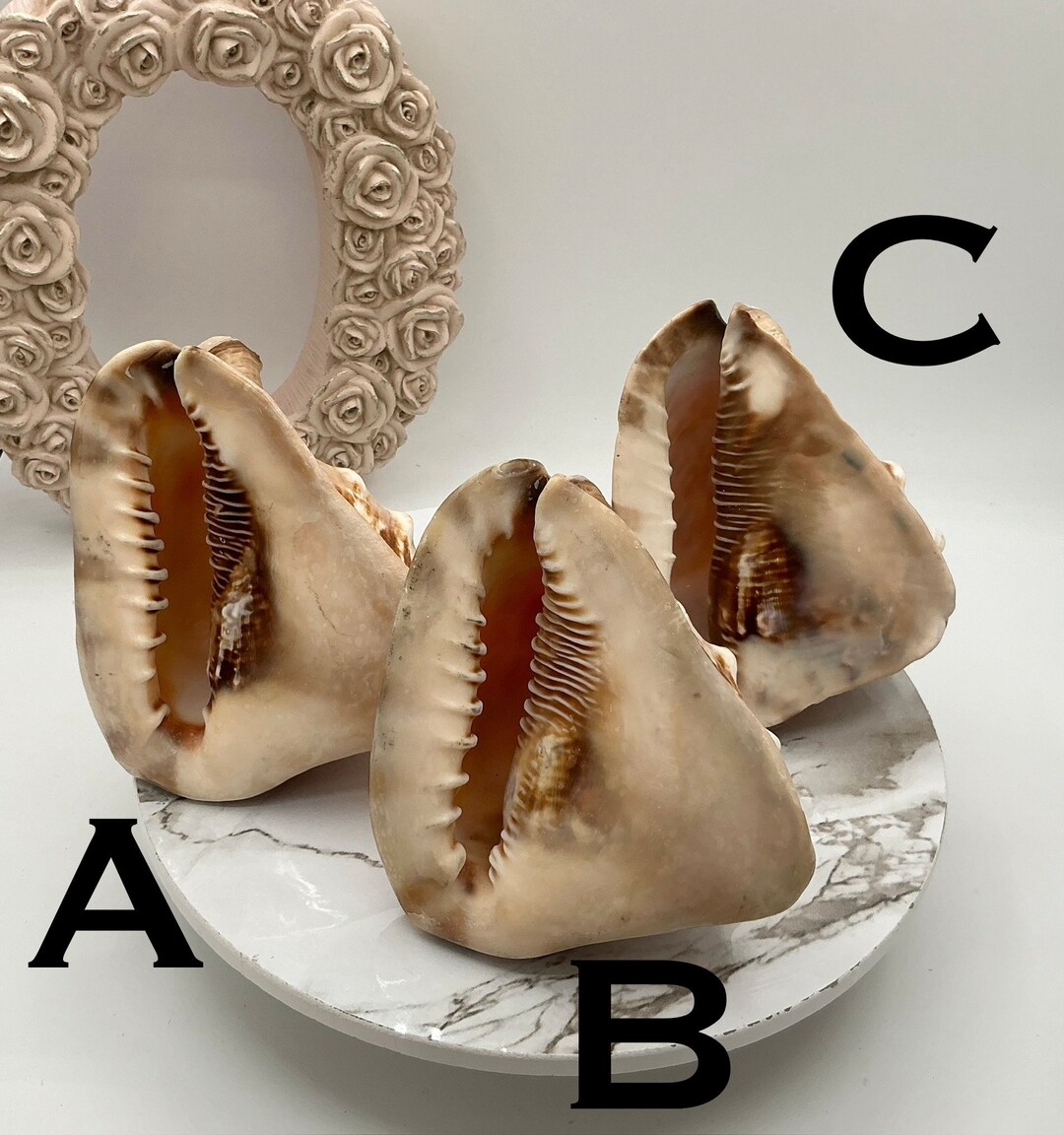 King Helmet Conch I Bahamian King Helmet Conch Shell I King Conch Shell ...