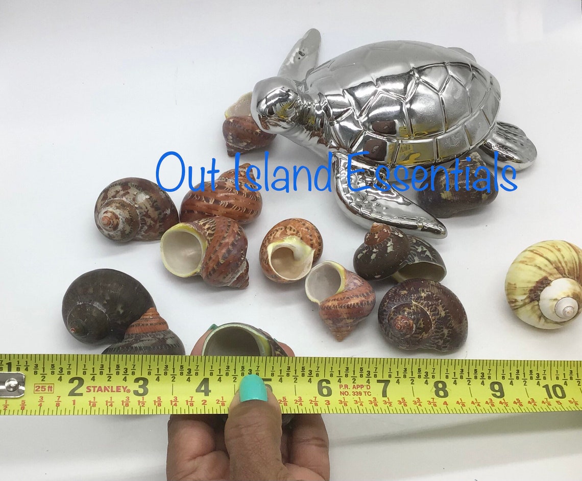 Unpolished Turbo Petholatus Shell I Unpolished Turbo Seashells - Etsy