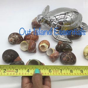 Unpolished Turbo Petholatus Shell I Unpolished Turbo Seashells I Turbo ...