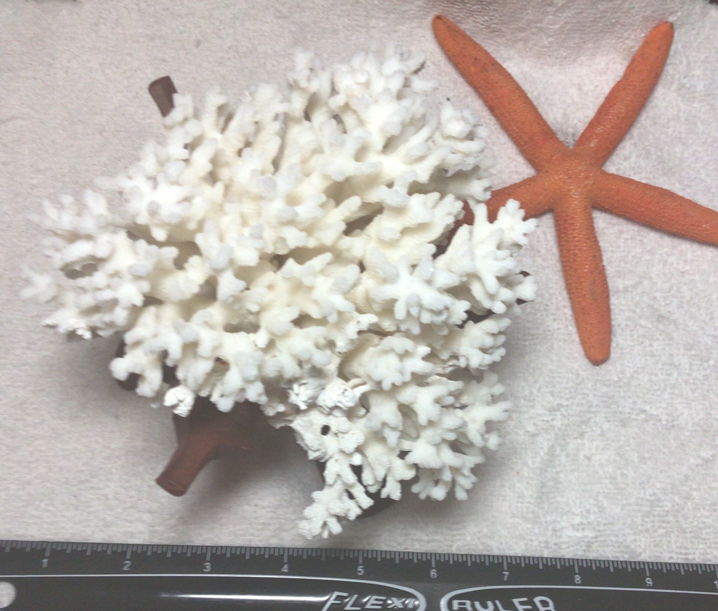 Lace Coral I White Lace Coral I Authentic Ocean Coral I Two | Etsy