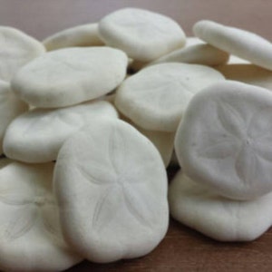 Baby Sea Biscuit (10), Seabiscuit Shell , Seashells, Beach Wedding ...