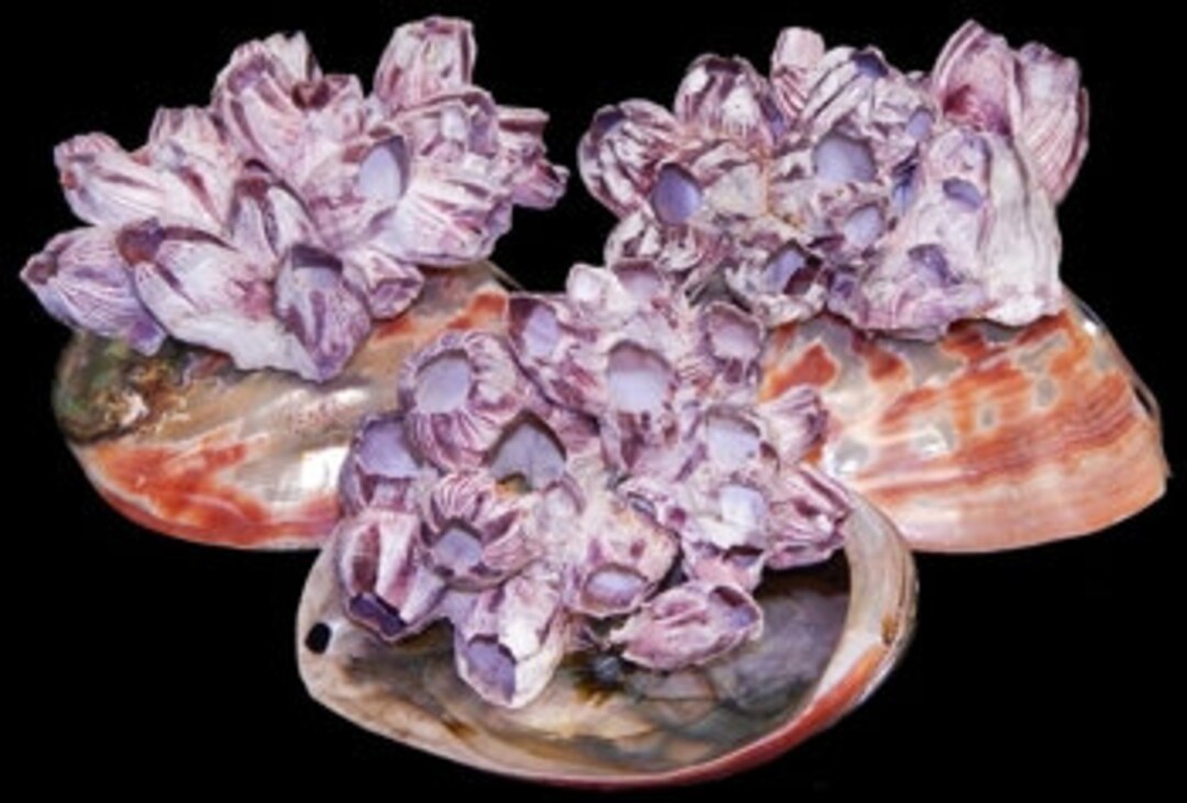 Purple Barnacle I Real Barnacle I Ocean Barnacles I Assorted - Etsy