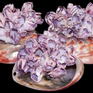 Purple Barnacle I Real Barnacle I Ocean Barnacles I Assorted | Etsy