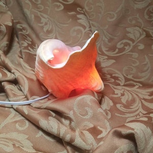 Bahamian Queen Conch Shell Light I Pink Conch Shell Night Light I SLIT ...