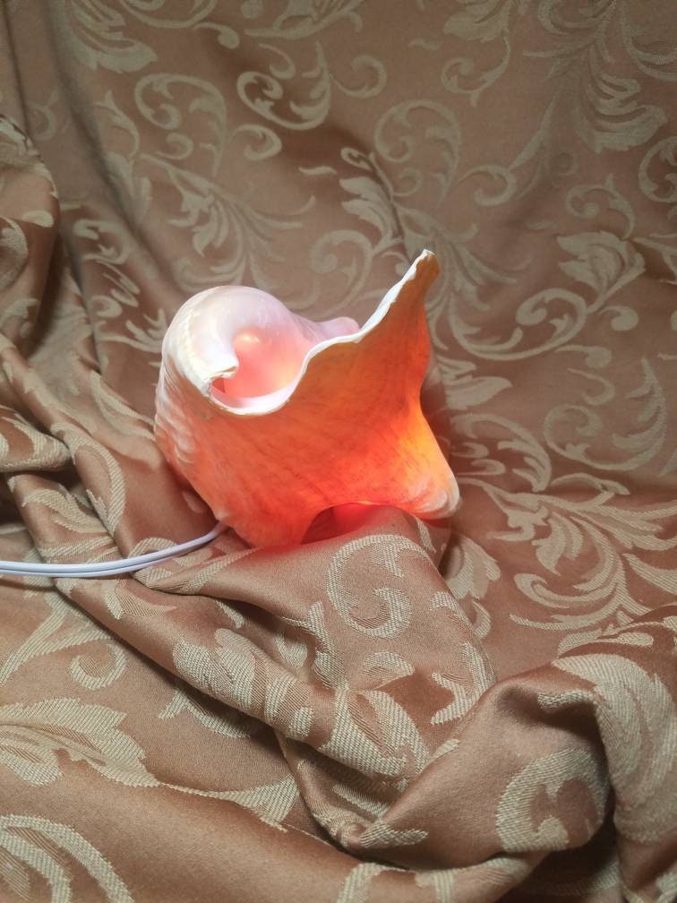 Bahamian Queen Conch Shell Light I Pink Conch Shell Night | Etsy