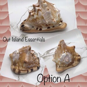 King Helmet Conch I Bahamian King Helmet Conch Shell I King Conch Shell ...