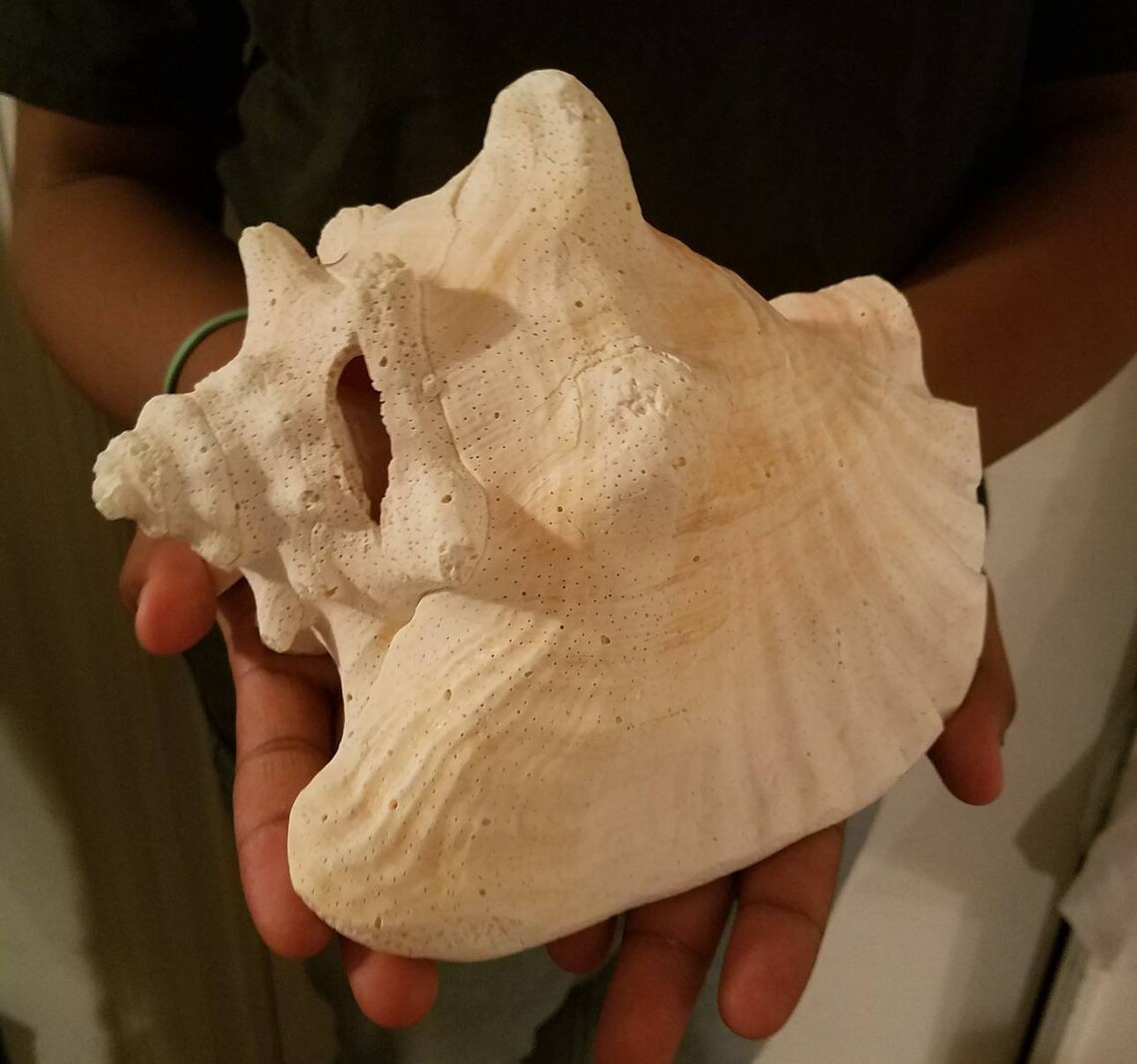 Bahamian Queen Conch Shell I Pink Conch Shell SLIT BACK I | Etsy