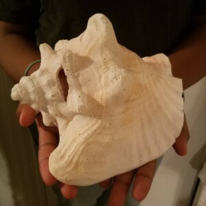Bahamian Queen Conch Shell I Pink Conch Shell SLIT BACK I Large ...