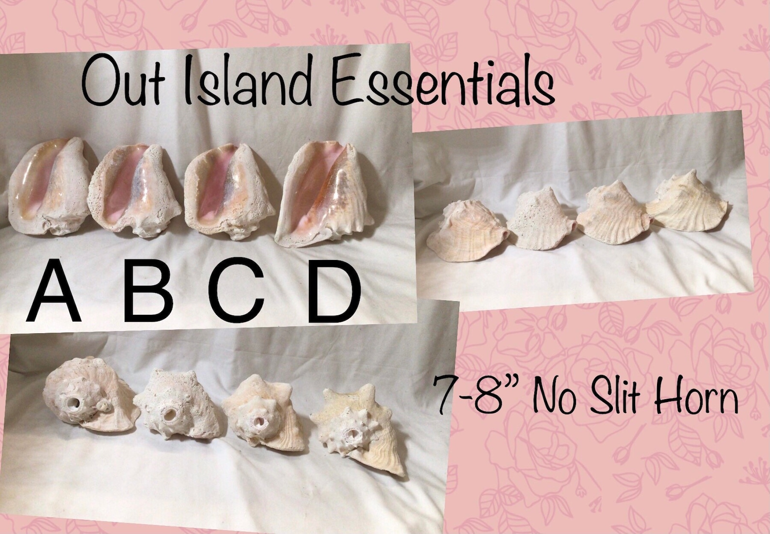 7-8 NO SLIT Bahamian Queen Conch Shell Horn I Pink Conch - Etsy