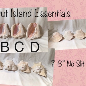 7-8” NO SLIT Bahamian Queen Conch Shell Horn I Pink Conch Shell Trumpet ...