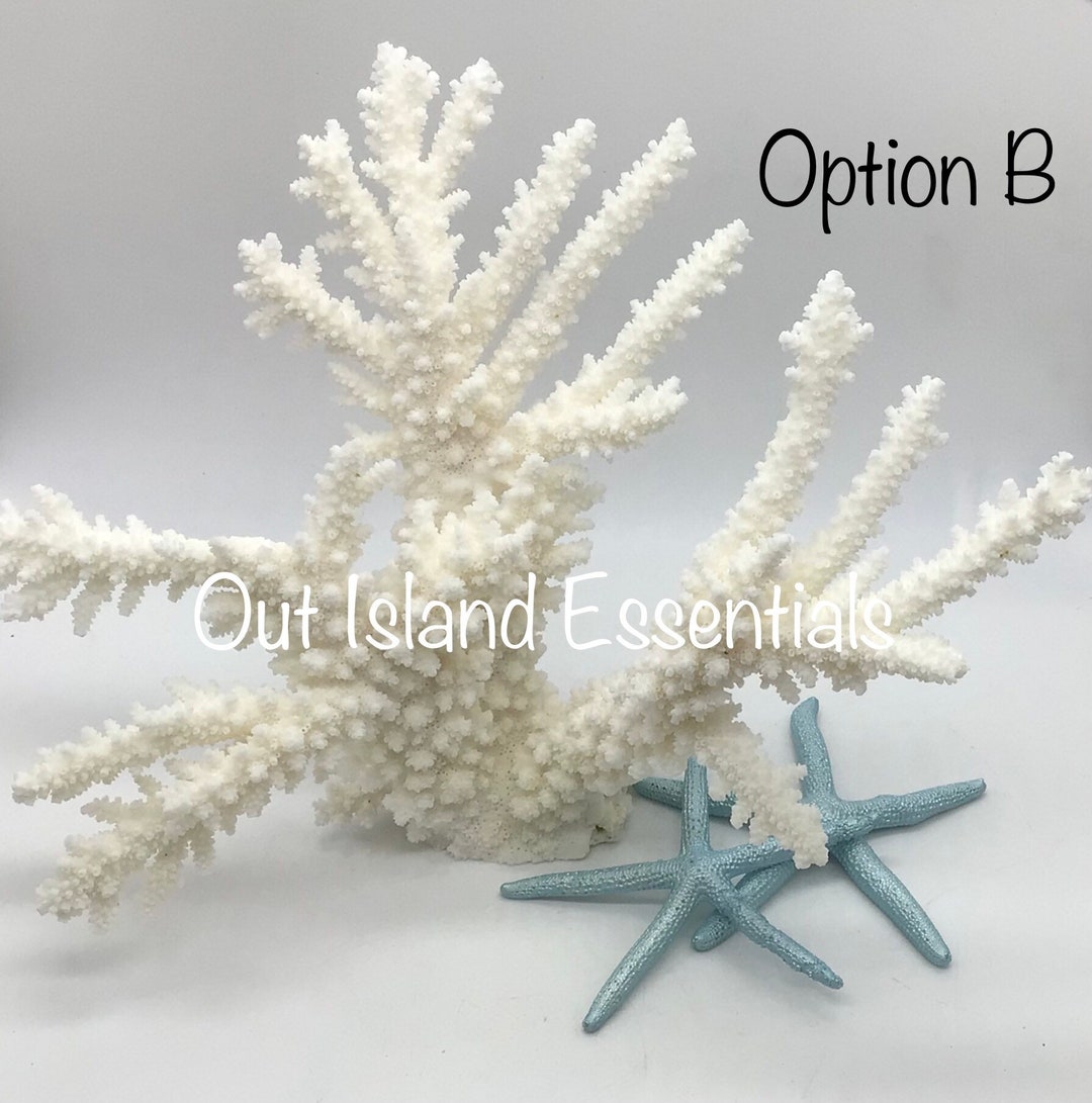 Stunning White Branch Coral I Branch Coral I Authentic Ocean Coral I ...