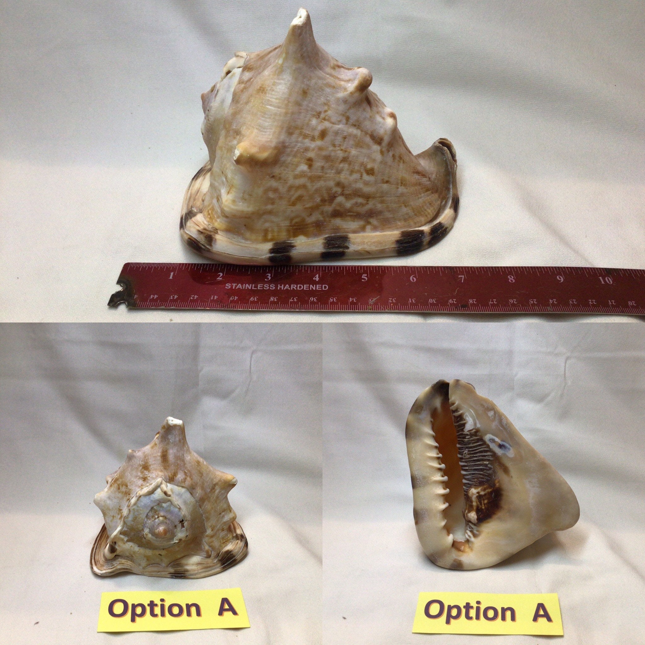 Bahamian King Helmet Conch Shell I King Conch Shell I Large | Etsy