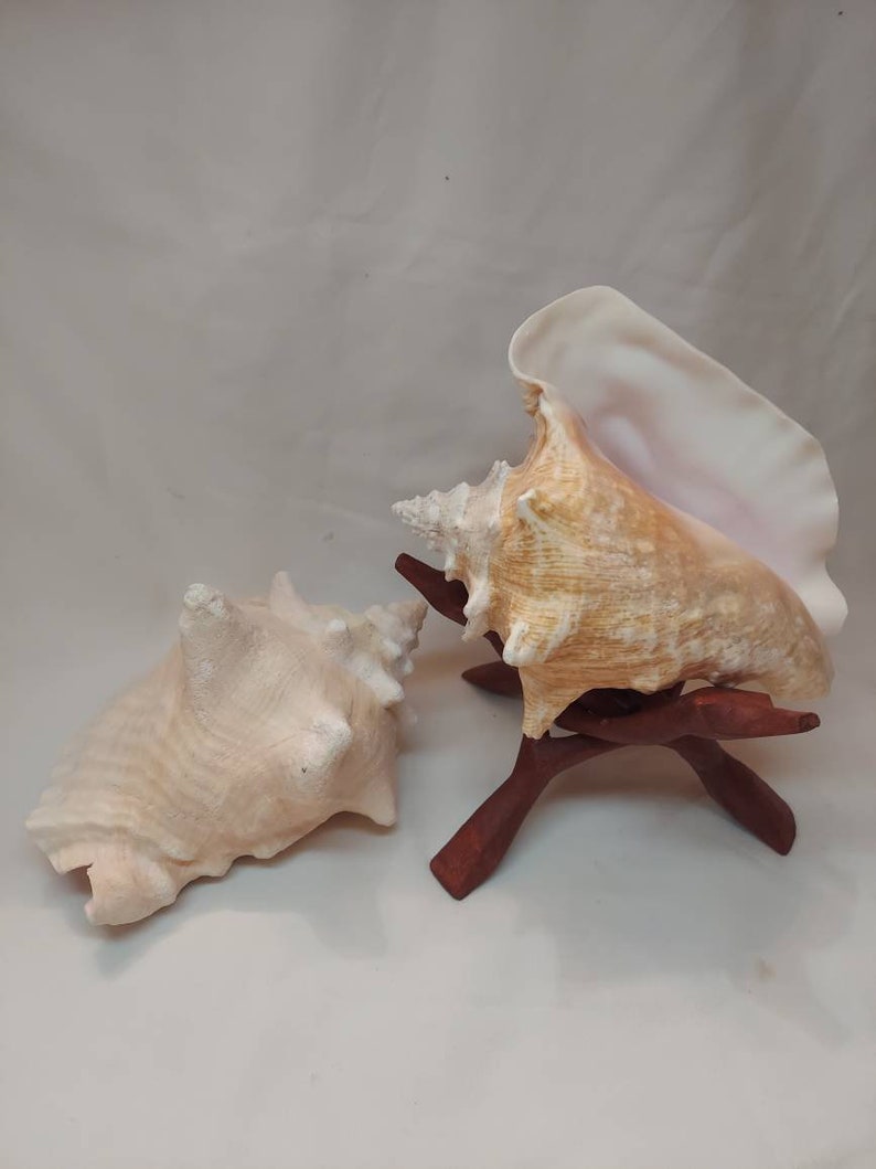 Bahamian Queen Conch Shell I Pink Conch Shell SLIT BACK I - Etsy