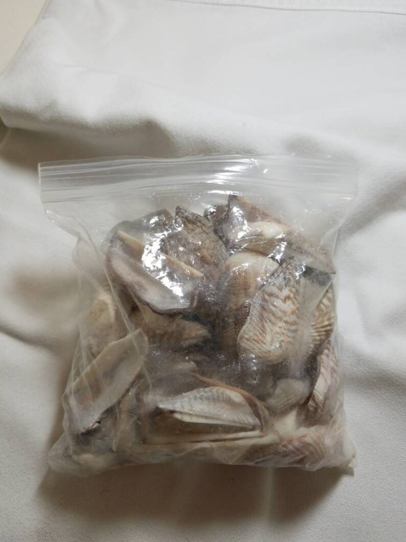 Turkey Wing Seashells Clam Shells Brown Tiger Claw Craft - Etsy